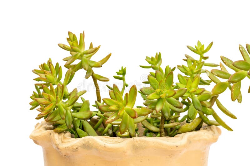 Sedum Coppertone Stonecrop in a Pot Closeup Stock Photo - Image of ...