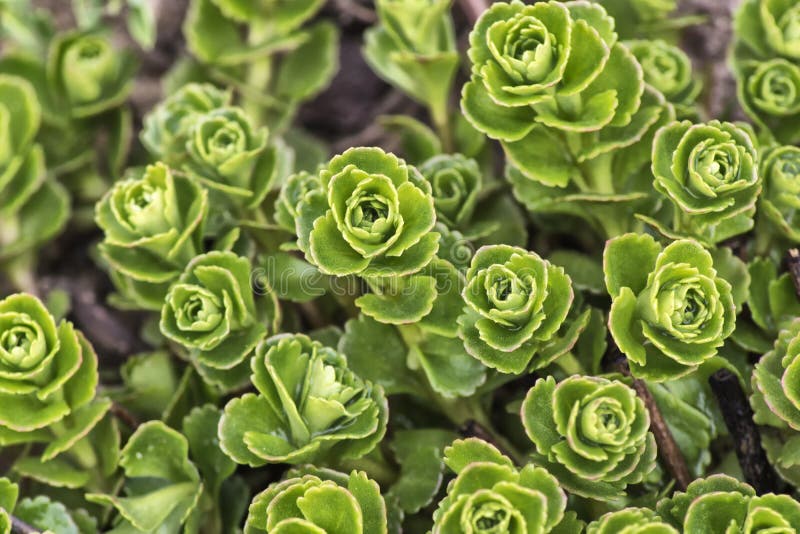 Sedum flower in a garden stock photo. Image of closeup - 52339708