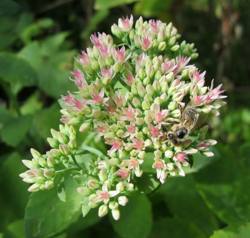 Sedum flowers stock photo. Image of botanical, natural - 26942344