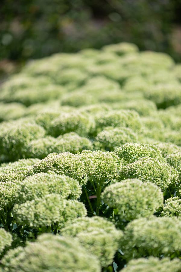 Sedum flowers stock photo. Image of flowerbed, horticultural - 255338034