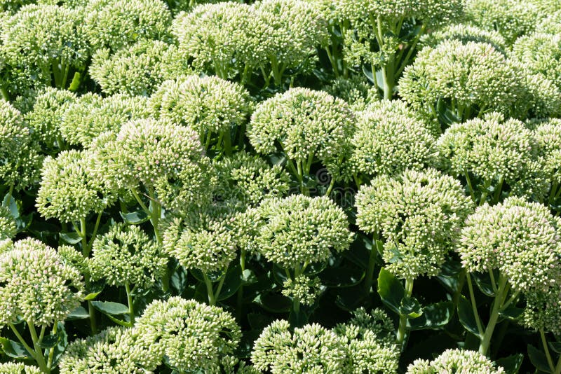 Sedum flowers stock photo. Image of growth, colour, horizontal - 255338596