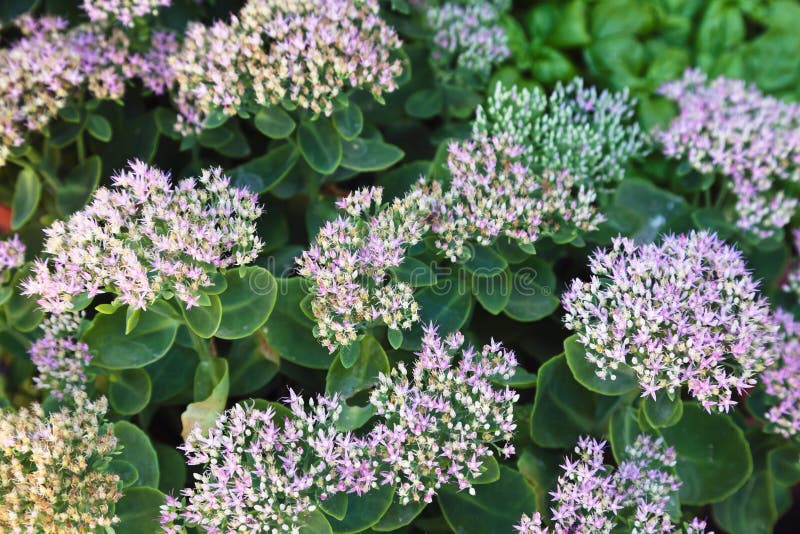 Sedum in full bloom stock image. Image of sedum, bloom - 15577571