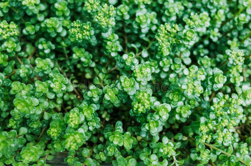 5,023 Sedum Texture Stock Photos - Free & Royalty-Free Stock Photos ...
