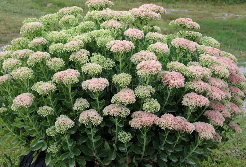 Sedum Maximum Grows in the Garden Stock Photo - Image of season, flora ...