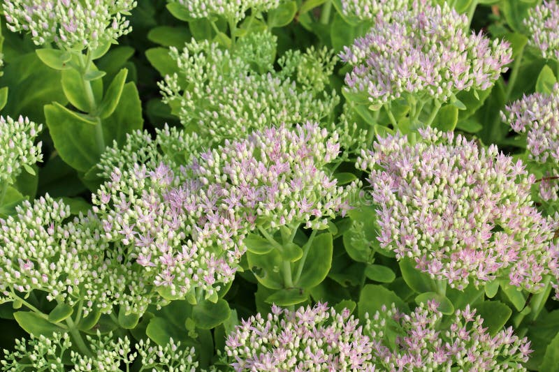 Sedum Maximum Grows in the Garden Stock Image - Image of botany, garden ...