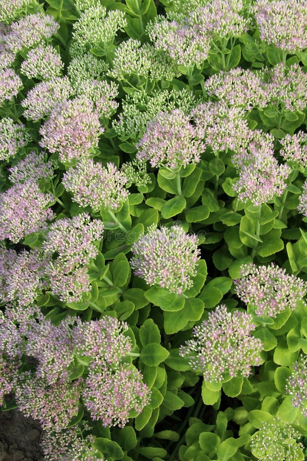 Sedum Maximum Grows in the Garden Stock Image - Image of botany, flower ...