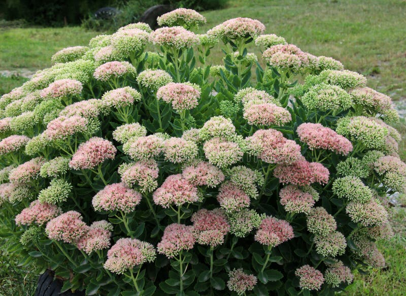 Sedum Maximum Grows in the Garden Stock Image - Image of macro, wild ...