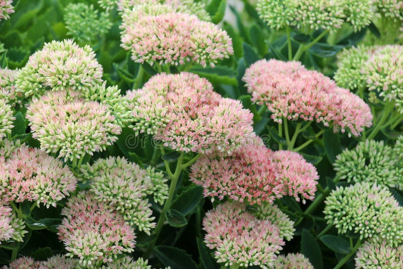 Sedum Maximum Grows in the Garden Stock Photo - Image of green ...