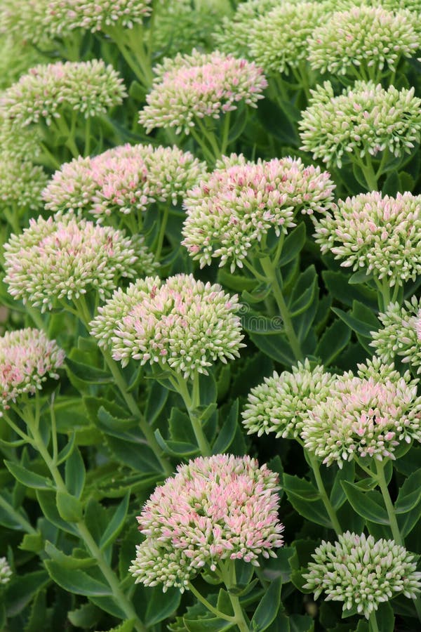 Sedum Maximum Grows in the Garden Stock Photo - Image of hylotelephium ...
