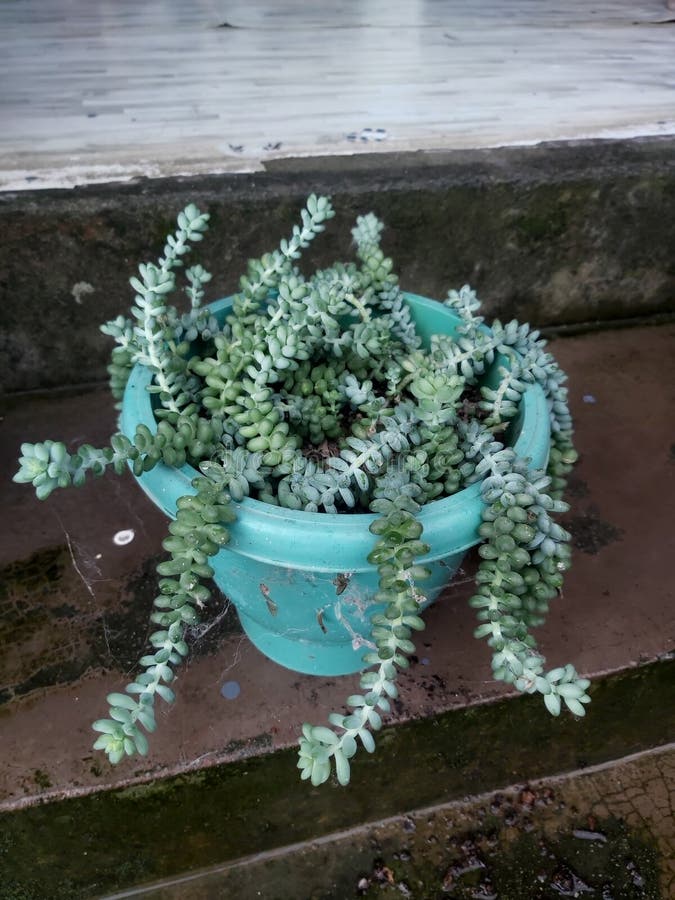 Sedum Morgananum La Cola De Burros O La Cola De Burros Foto de archivo ...