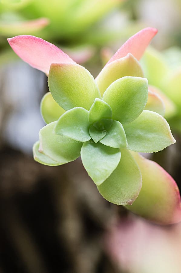 Sedum Palmeri Plant with Bright Golden-yellow Small Star-shaped Flowers ...