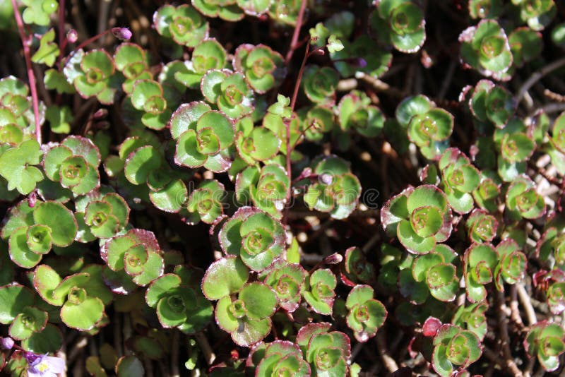 Sedum plant in spring stock photo. Image of landscaping - 91828230