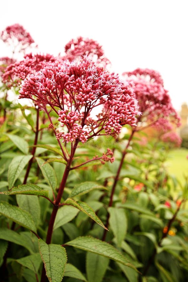 Sedum Ruby Glow stock photo. Image of pink, ruby, glow - 34020990