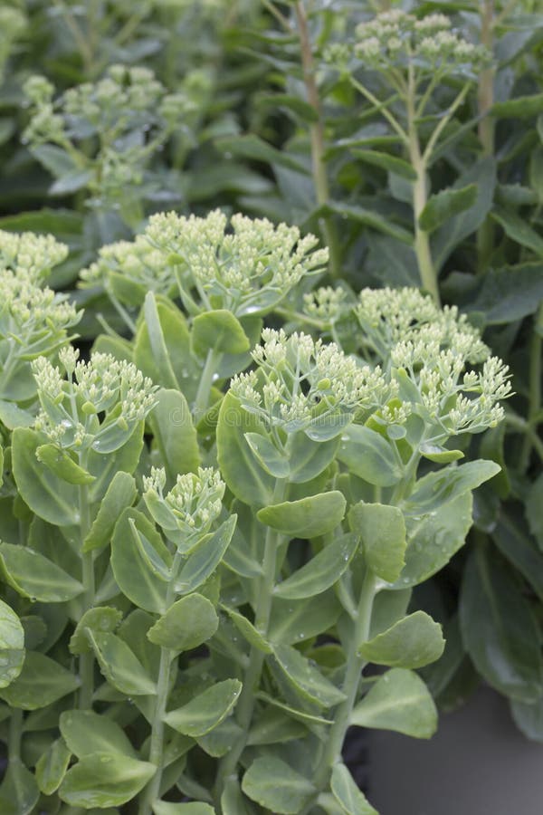Sedum - Spectabile - Neon stock image. Image of spectabile - 57719999