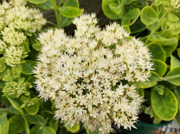 Sedum spectabile Stardust stock photo. Image of closeup - 290417158