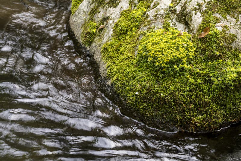 Sedum Subtile Stock Photos - Free & Royalty-Free Stock Photos from ...