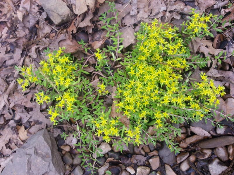 Sedum stock photo. Image of plant, groundcover, yellow - 54124556