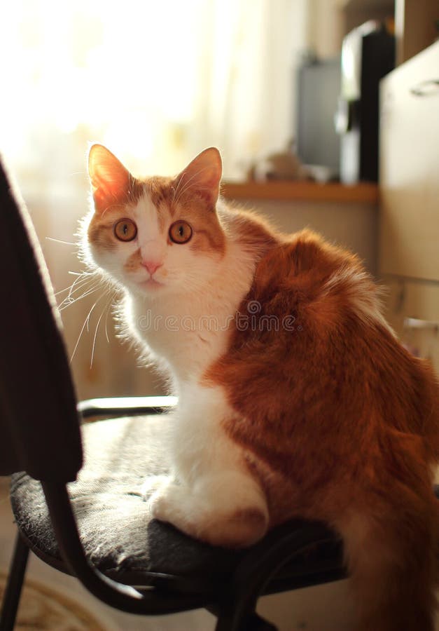 Seduta del gatto domestico immagine stock. Immagine di adulto - 67592795