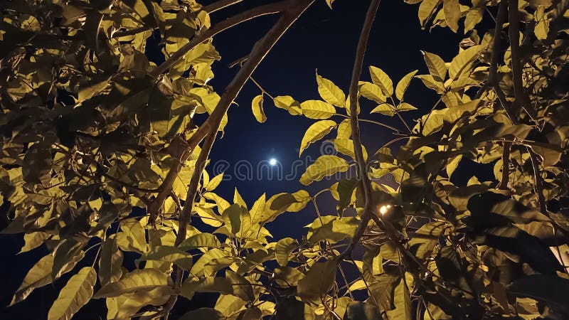 See the Beautiful Moon from Under the Tree Stock Image - Image of ...