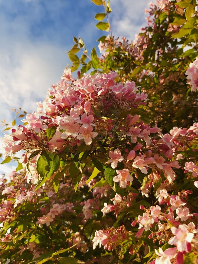 See the Beautiful in One Simple Flower Stock Photo - Image of pink ...
