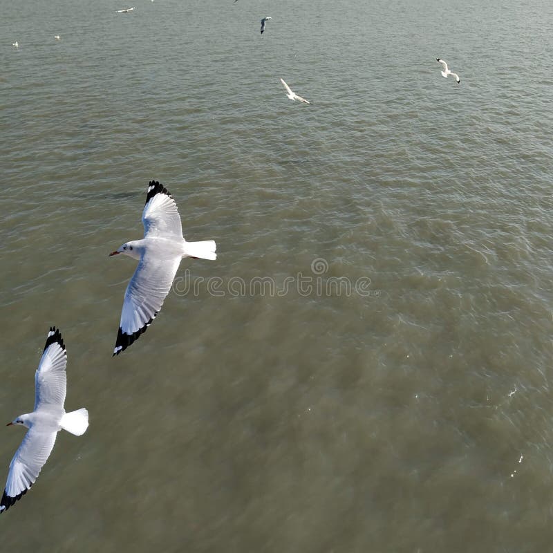 See birds stock image. Image of seebirds, birds, bird - 161619447