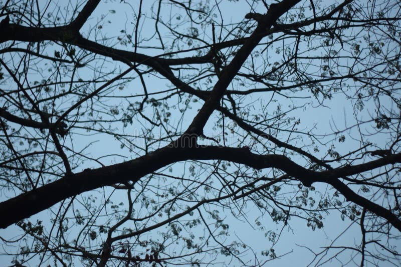Tree Bough Covered with Moss in the Background of Other Trees Stock ...
