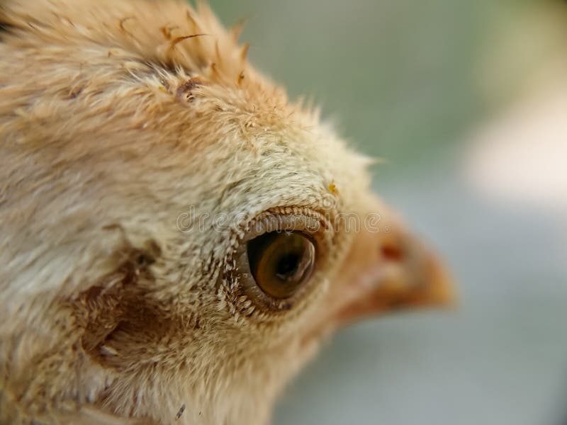 See the Chicken Face Up Close Stock Photo - Image of chick, tiny: 234196946