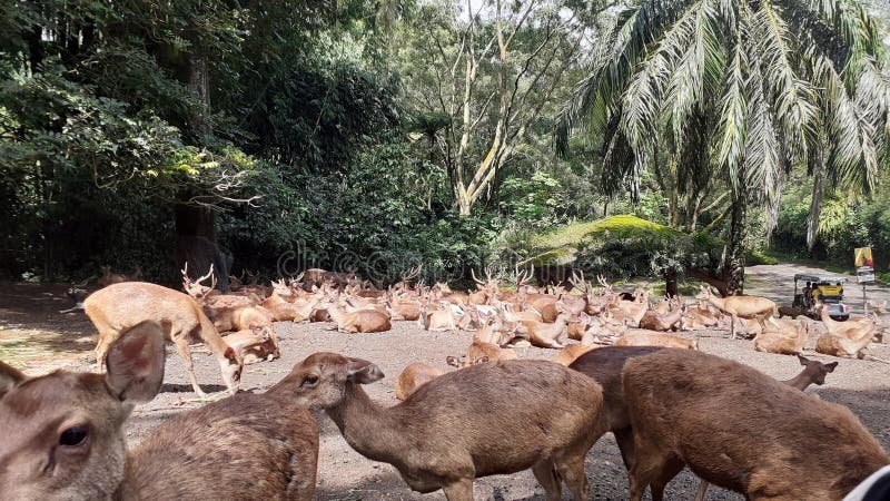 See Deer Up Close on Safari Stock Photo - Image of vacation, safari ...