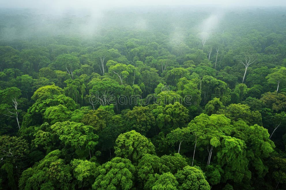 See Dense Green Forest Canopy from Above with Mist, Dense Foliage Theme Stock Image - Image of ...