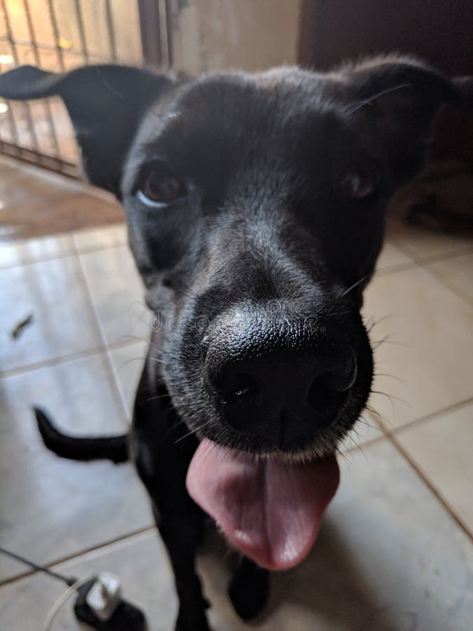 A see a dog um cachorro stock image. Image of beatiful - 145167217