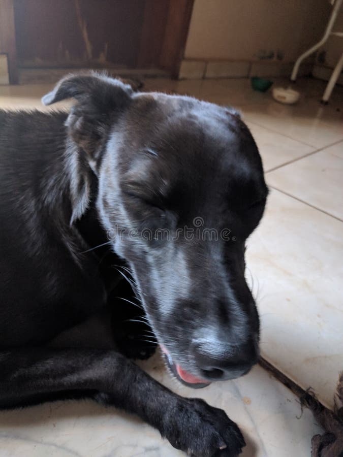 A see a dog um cachorro stock image. Image of google - 145167221