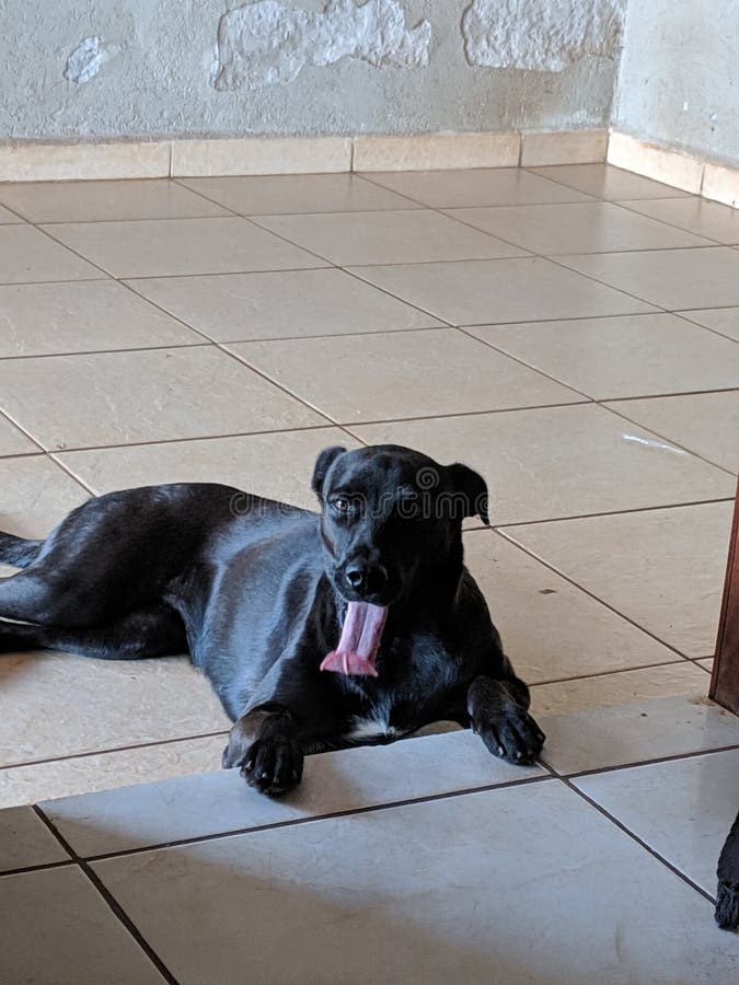 A see a dog um cachorro stock image. Image of ball, nice - 145167247