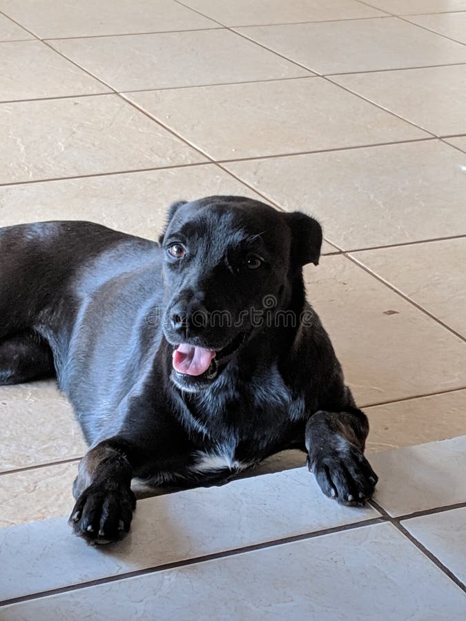 A see a dog um cachorro stock photo. Image of nina, pocophone - 145167252