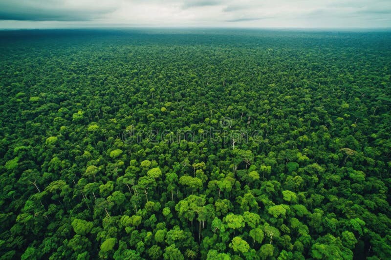 See Endless Emerald Canopy, View from Above on Forest and Green Concept ...
