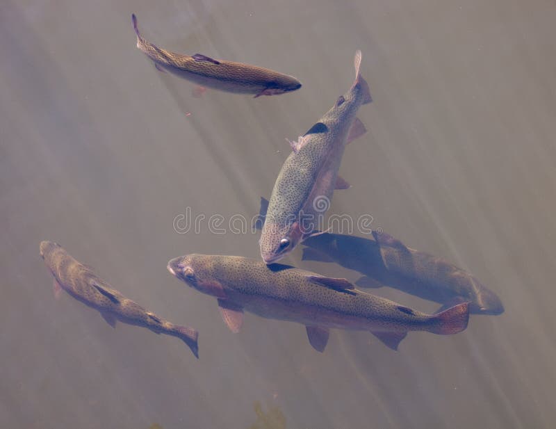 See-Forelle (Salvelinus Namaycush) Stockfoto - Bild von forelle ...