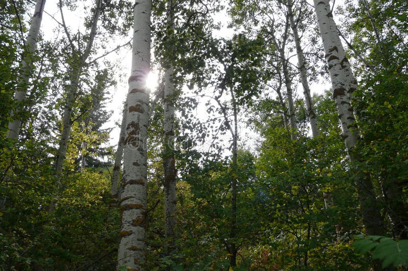 See the Forest for the Trees Stock Photo - Image of woods, walk: 99776316