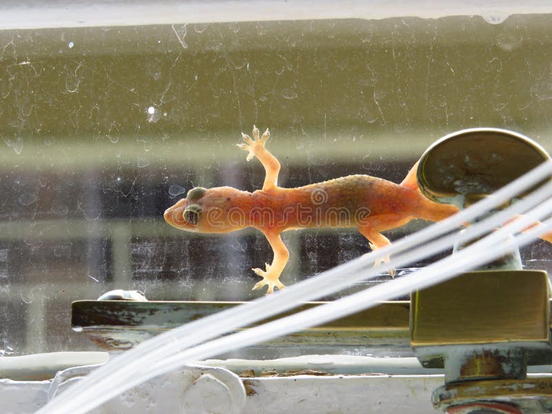 See through Gecko on a Window Pane. Stock Image - Image of transparent ...