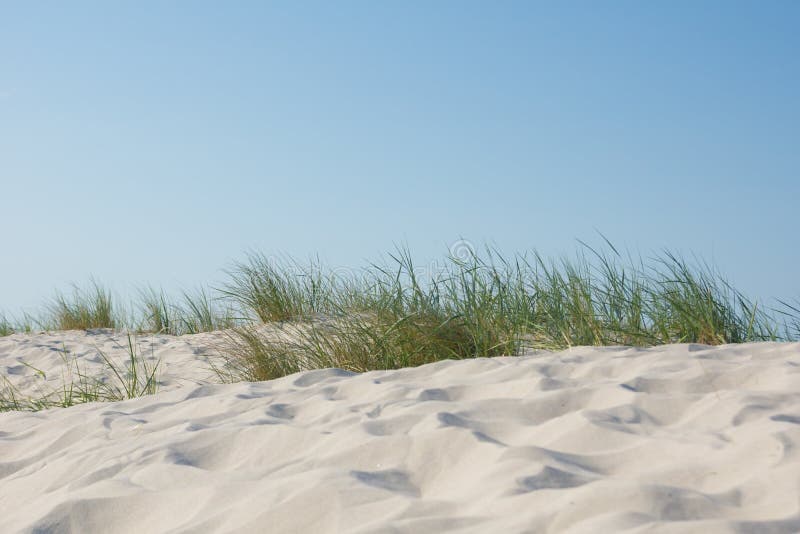 See grass in the dunes stock image. Image of blue, dunes - 130054231