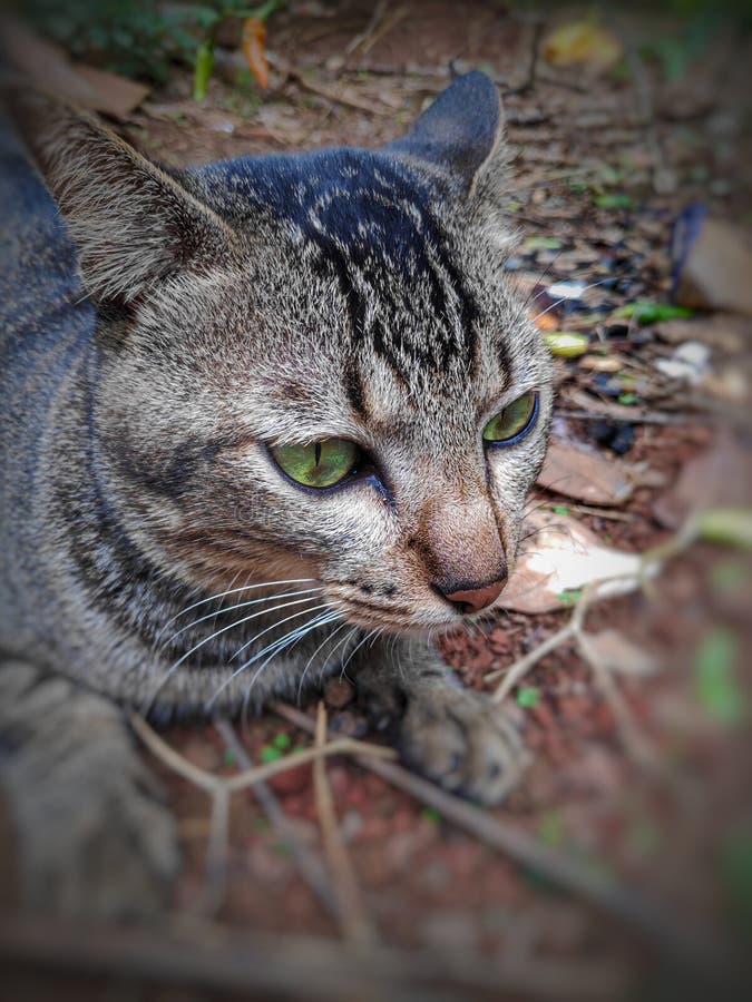 Cat His Eyes Sharp Towards Prey Stock Photo - Image of sharp, prey ...