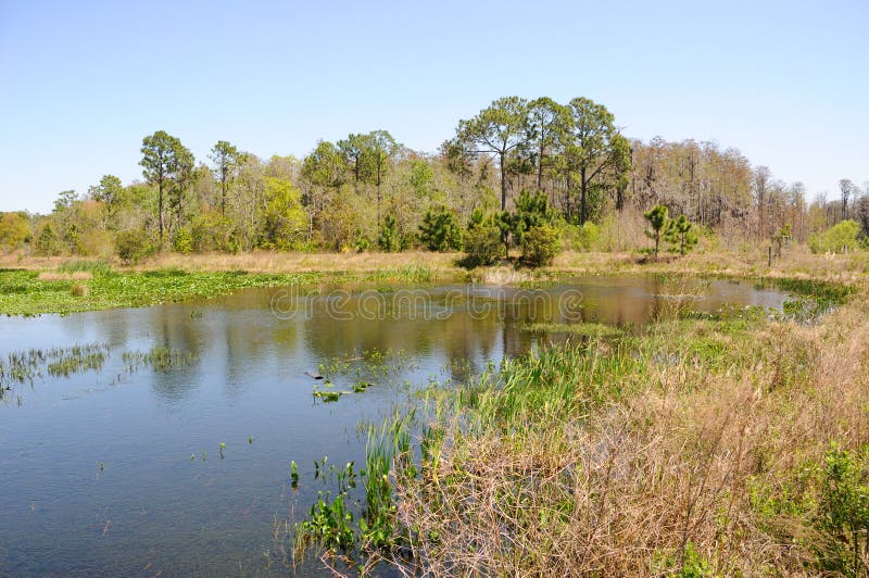 See im Florida-Sumpf-Land stockbild. Bild von sumpf, wasser - 16074589
