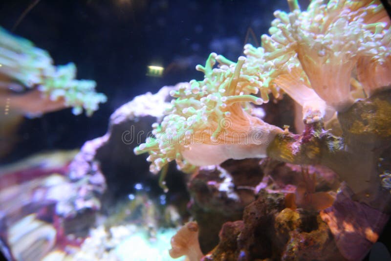 See life stock photo. Image of hannover, swimming, lake - 135817686