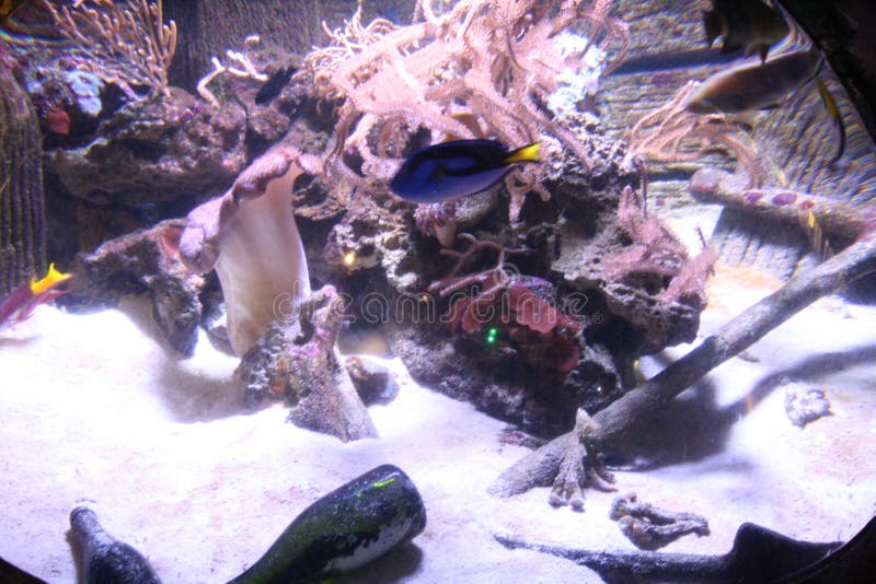 See life stock image. Image of beauteful, lake, algaefishes - 135817897