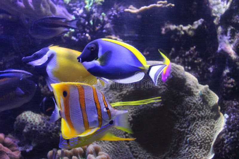 See life stock photo. Image of lake, slope, water, allersee - 135847458