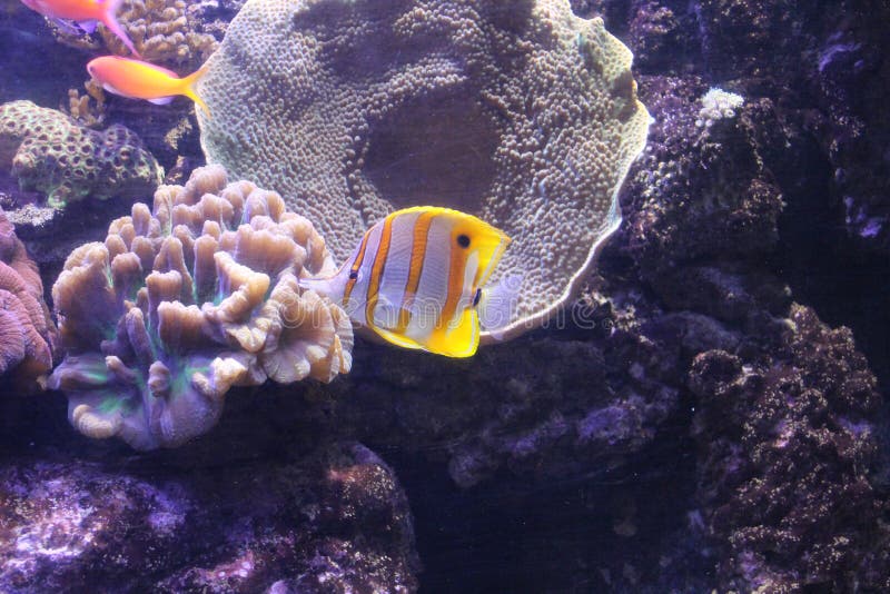 See life stock photo. Image of algaefishes, colors, germany - 135847468