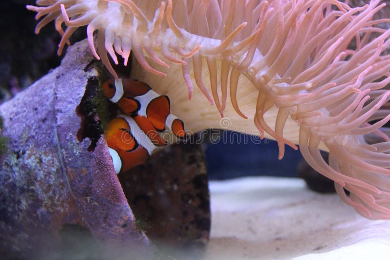 See life stock photo. Image of beauteful, stingray, germany - 135847508