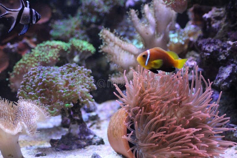 See life stock photo. Image of fish, allersee, life - 135847536