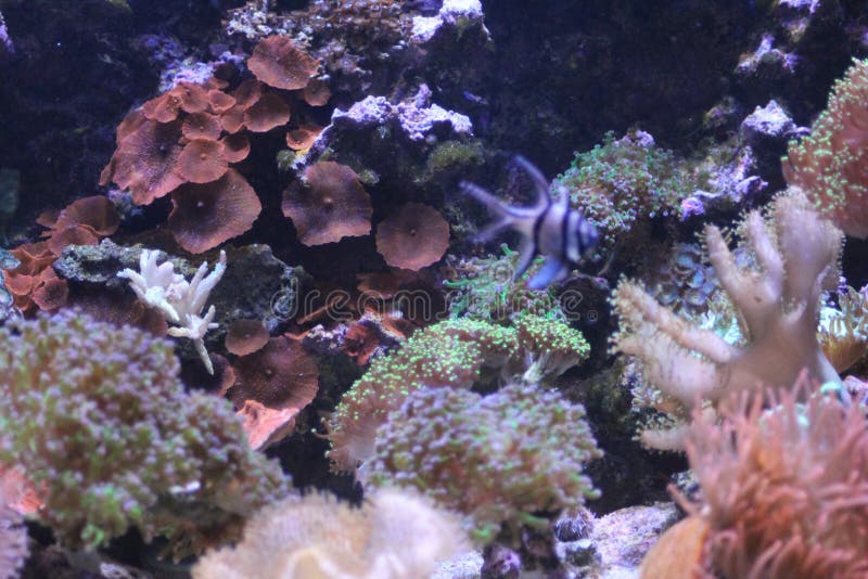 See life stock photo. Image of corals, life, hannover - 135847530