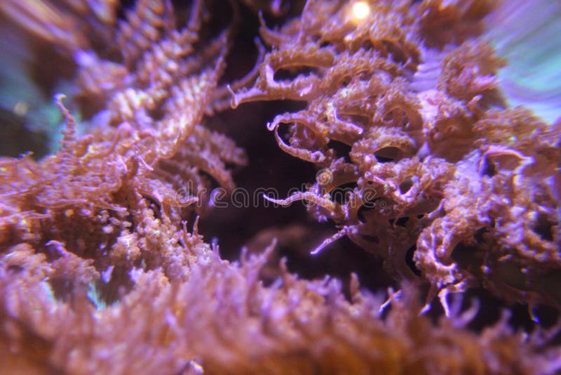 See life stock photo. Image of fish, allersee, life - 135847536