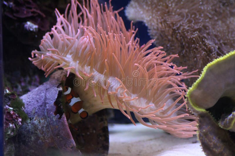 See life stock photo. Image of fish, allersee, life - 135847536