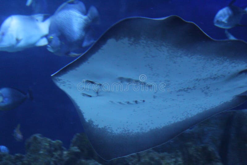 See life stock photo. Image of fish, ocean, germany - 135847606